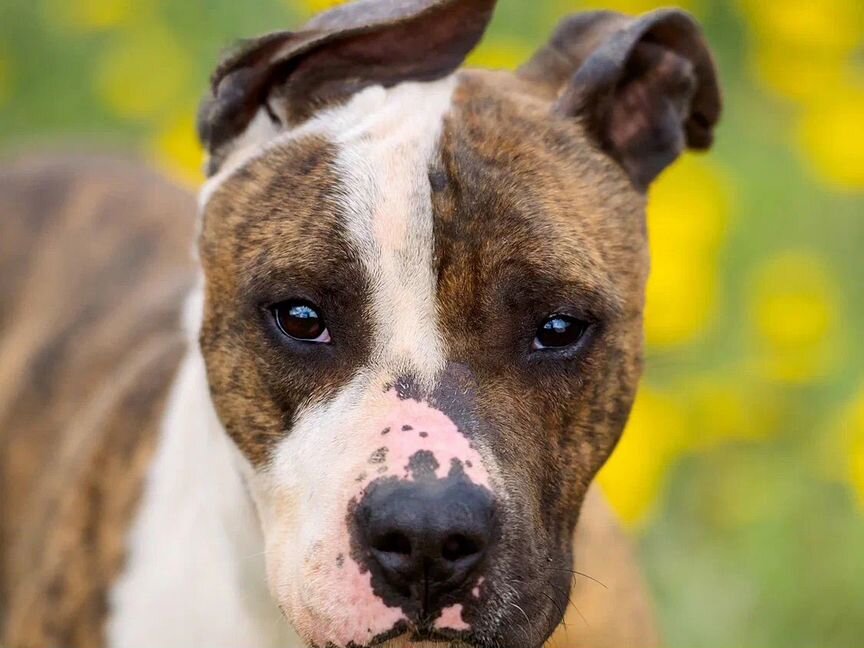 Стаффордширский терьер Майк в добрые руки