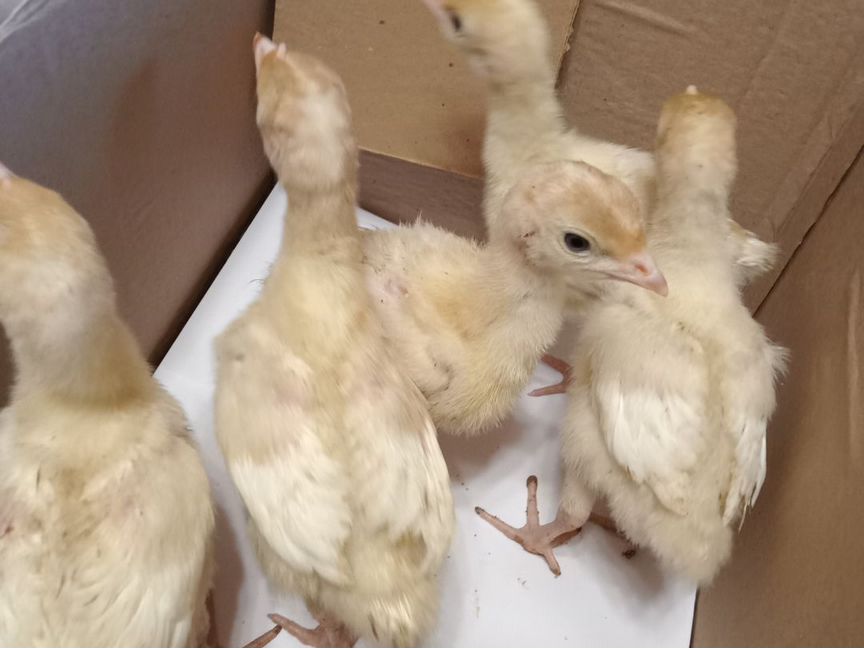 Индюшата хайбрид конвертер