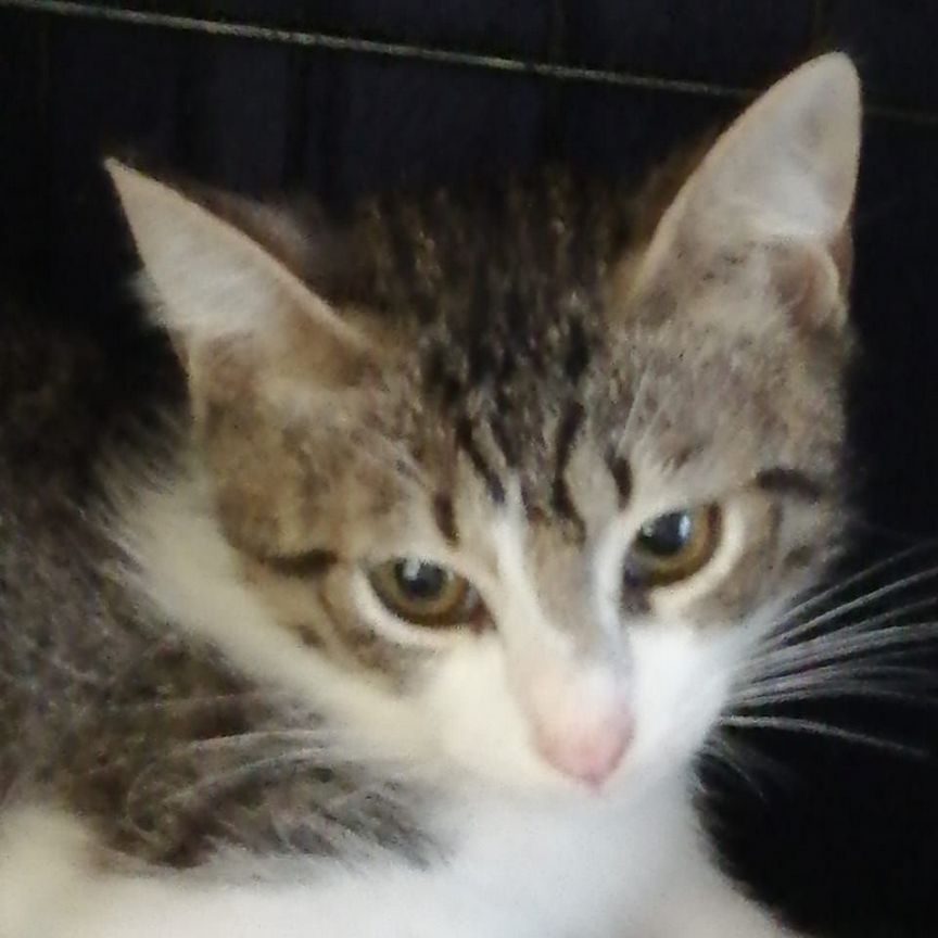 Котёнок Джеки в добрые руки