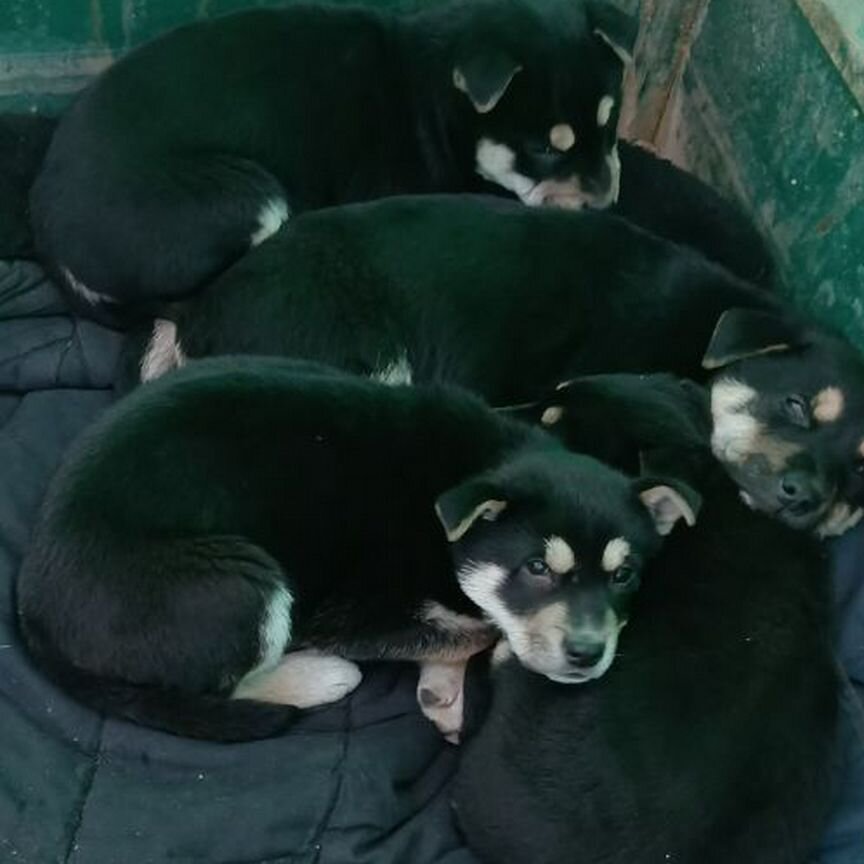 Отдам в хорошие руки бесплатно