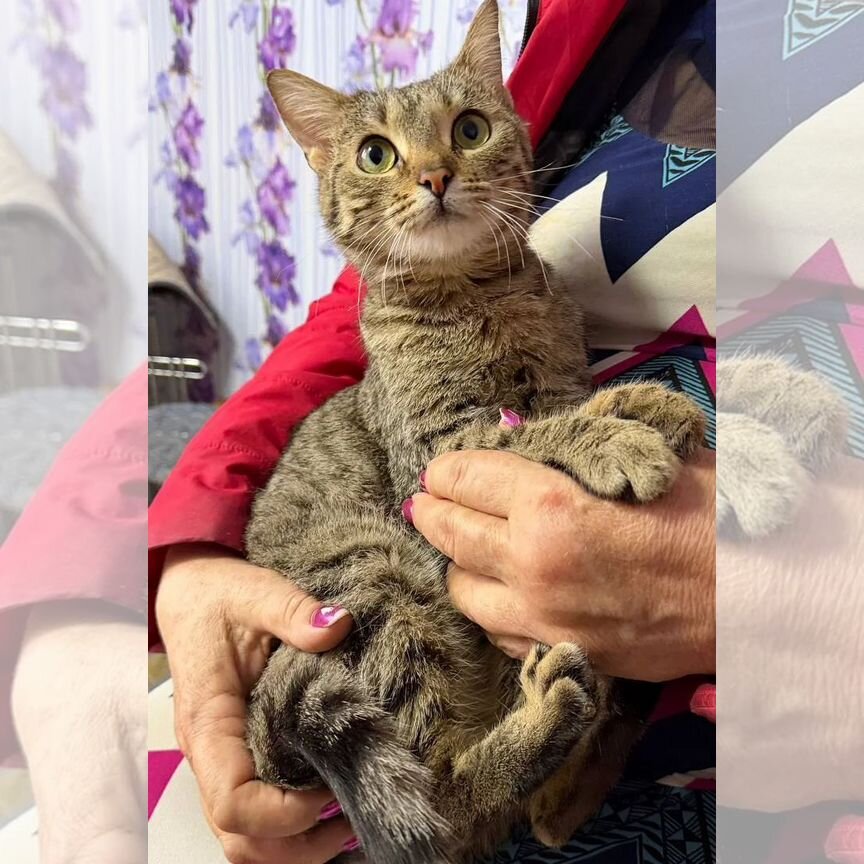 Взрослая, кошка в добрые руки