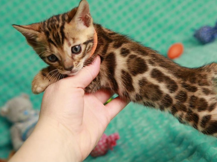 Шикарные бенгалята с документами