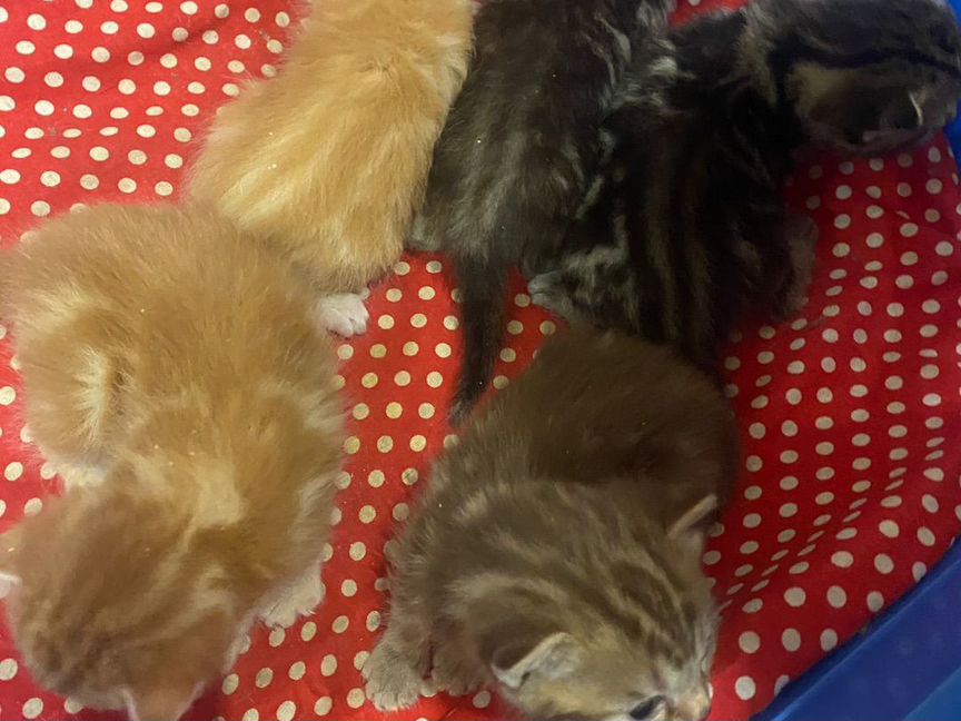 Шотландские котята