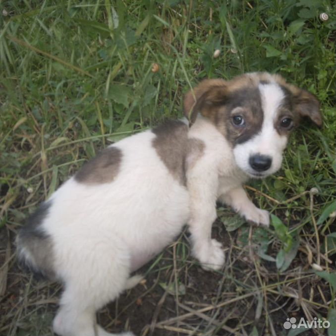 Добрые и ласковые щеночки ищут хозяев