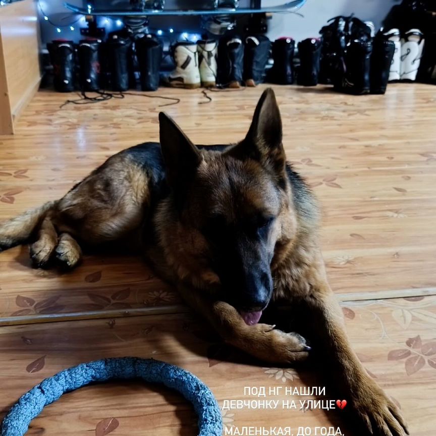 Немецкая овчарка, щенок