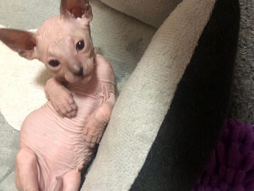 Котята донского сфинкса