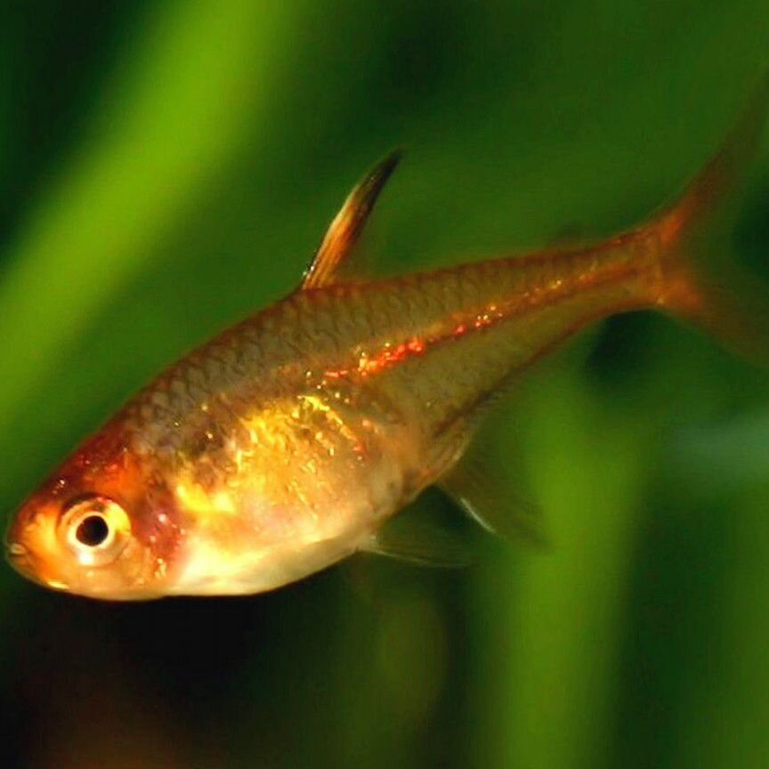 Отдам рыбки