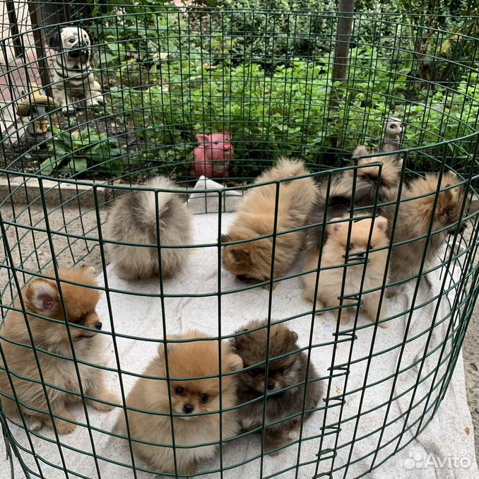 Мальчишки и девочка шпицулики