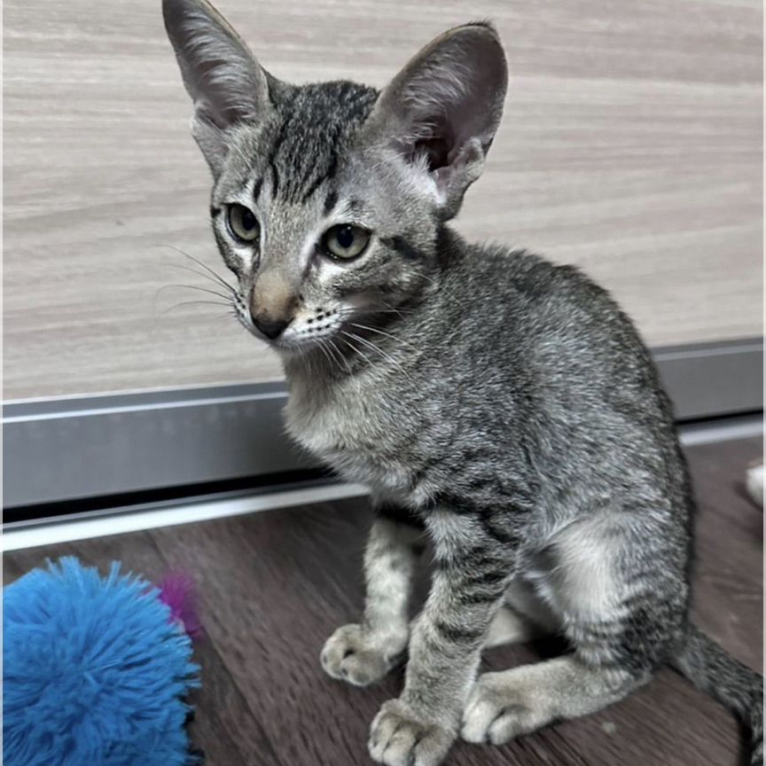 Ориентальный котёнок