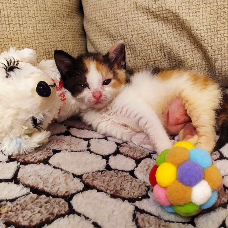 Котёнок в добрые руки