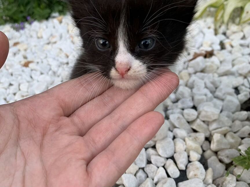 Котенок в добрые руки