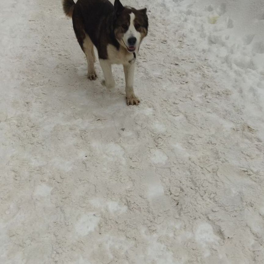 Бегает потерянная