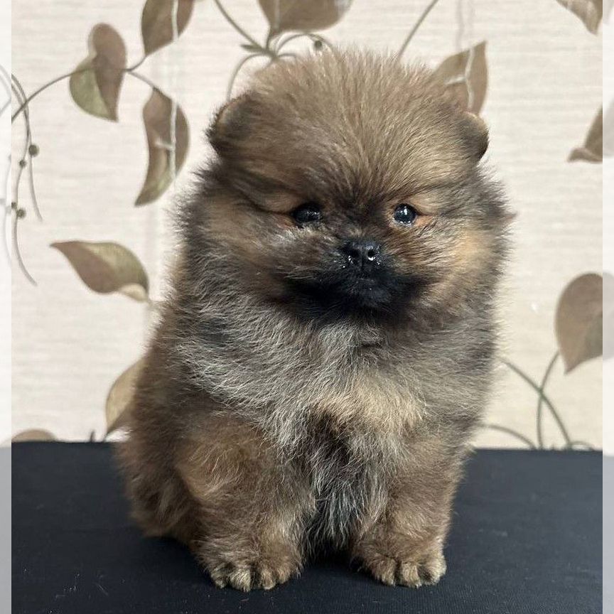 Померанский шпиц, щенок