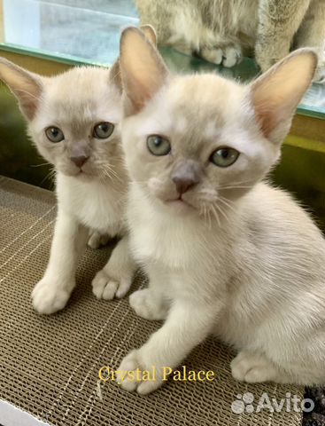 Гипер ласковые бурмашечки