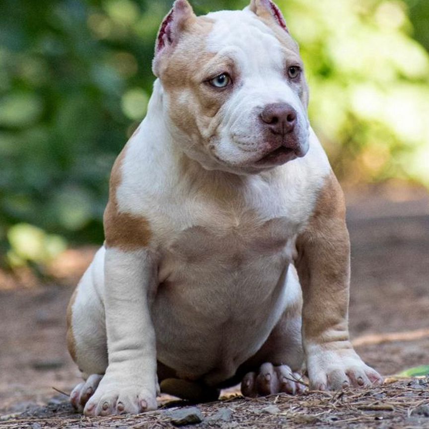 Щенок Американский булли