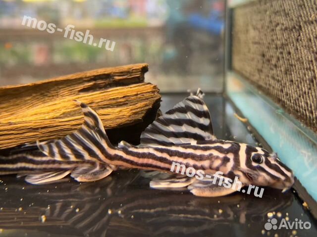 L-046 Hypancistus Zebra Wild