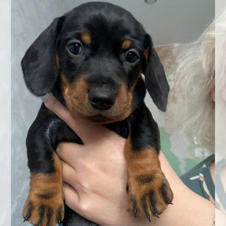 Такса, щенок