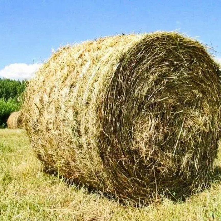 Продам сено в рулонах