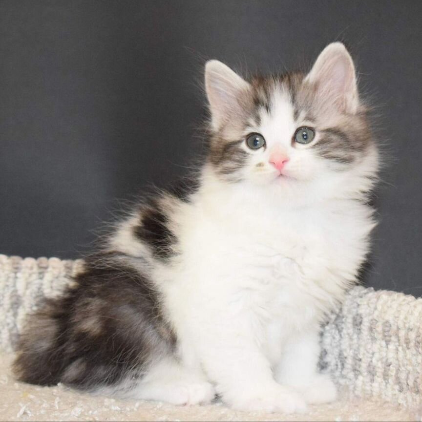 Герой, мальчик породы курильский бобтейл