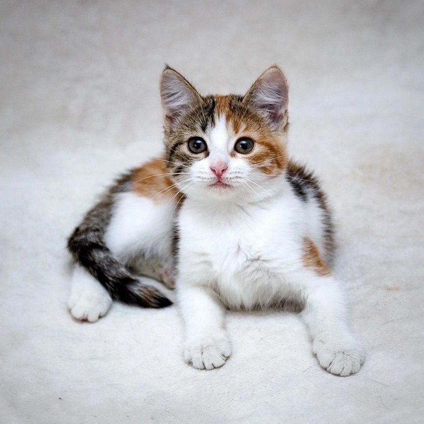 Агаша (2,5 мес.)очень яркий котенок в поисках дома