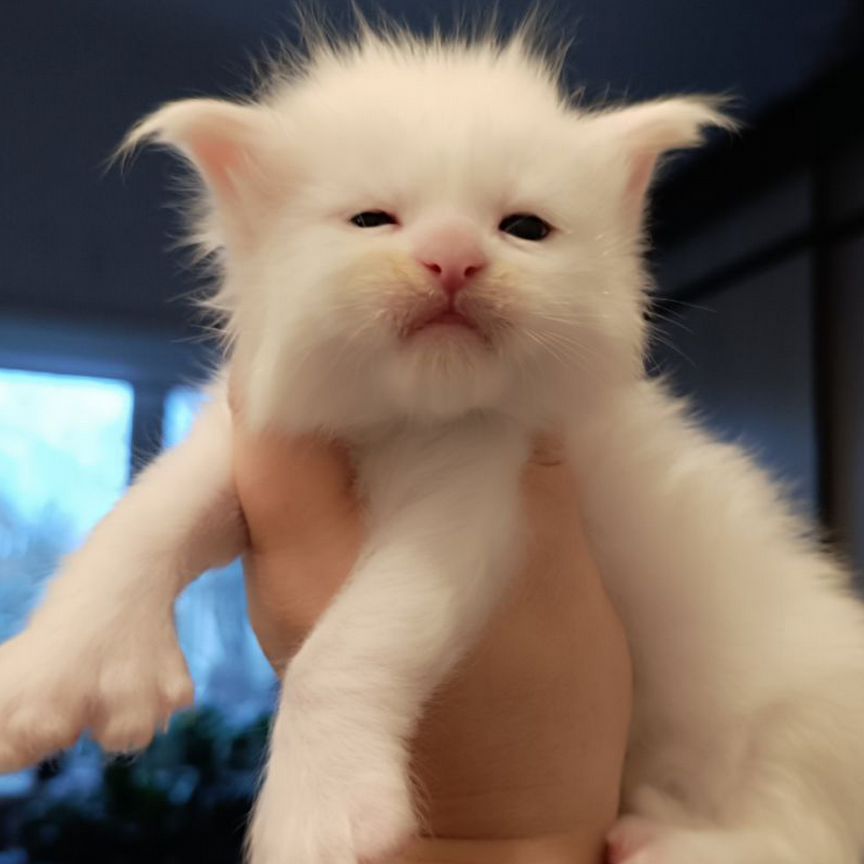 Мейн-кун котёнок