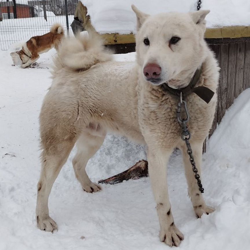 Западносибирская лайка, взрослый пёс