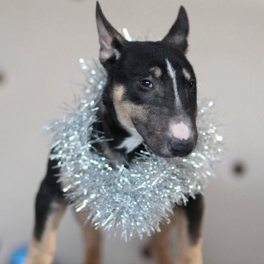 Мини-бультерьер, щенок