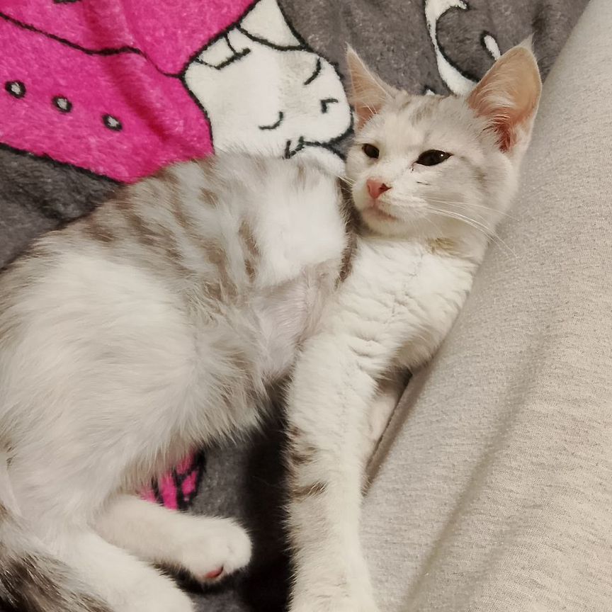 Котик