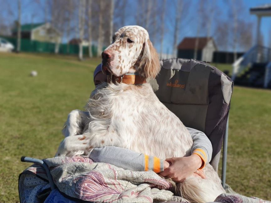 Собака в добрые руки