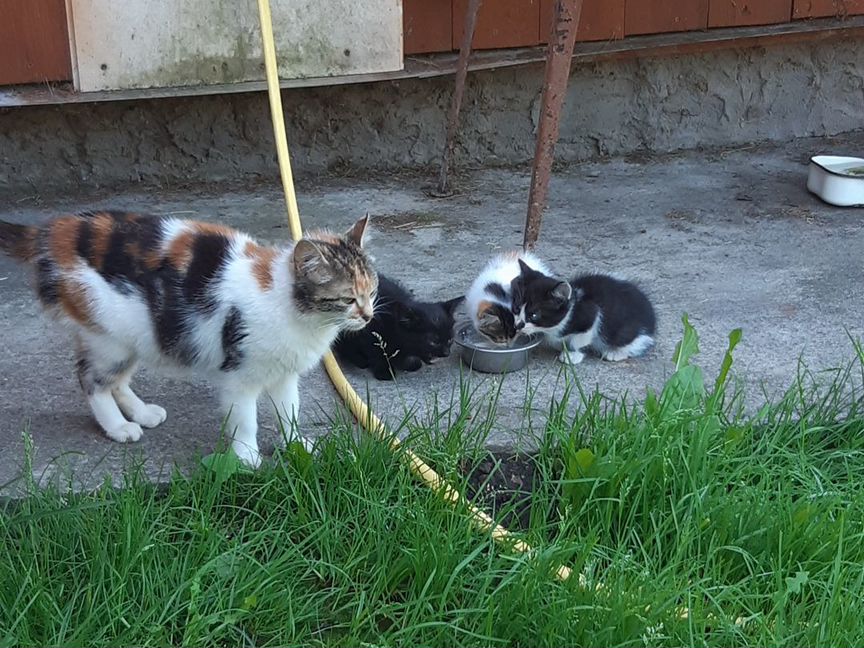 Котята в добрые руки бесплатно