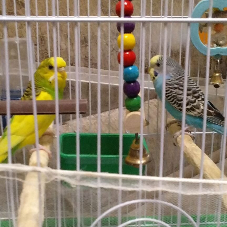 Волнистые попугаи с клеткой