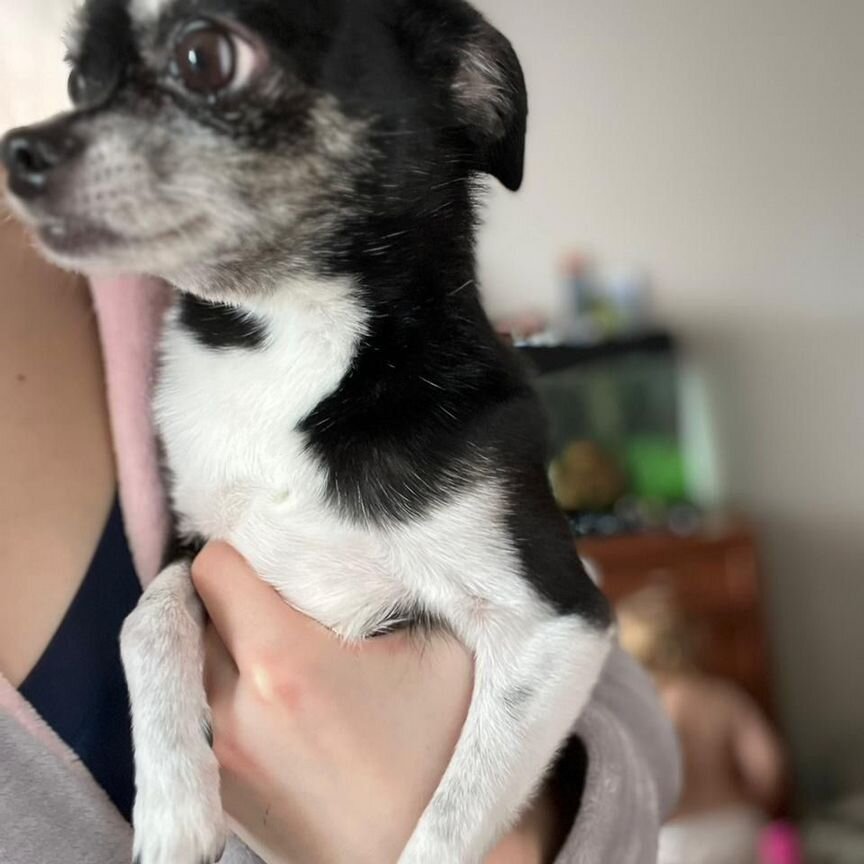 Отдам в добрые руки маленькую собачку