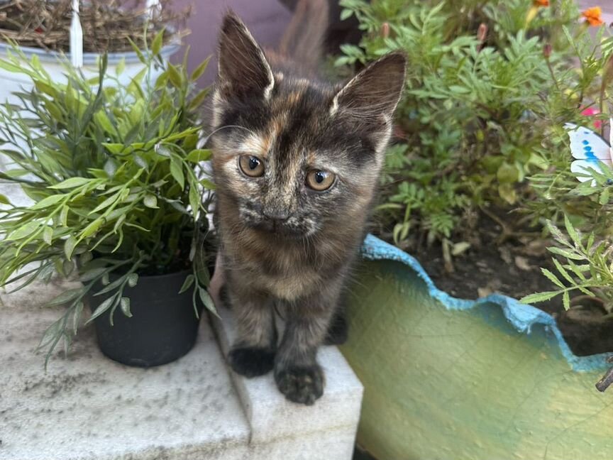 Котенок в дар