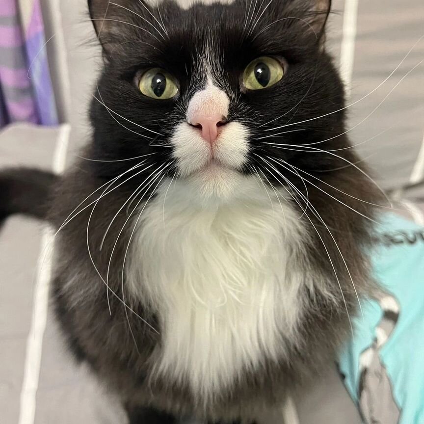 Котик в добрые руки