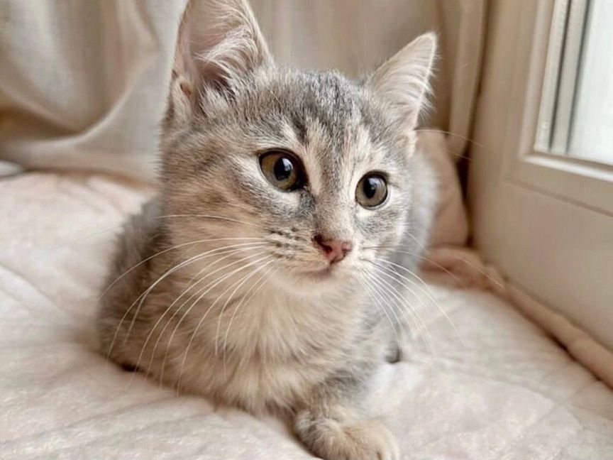 Миюша, спасённая от холодов, ищет дом