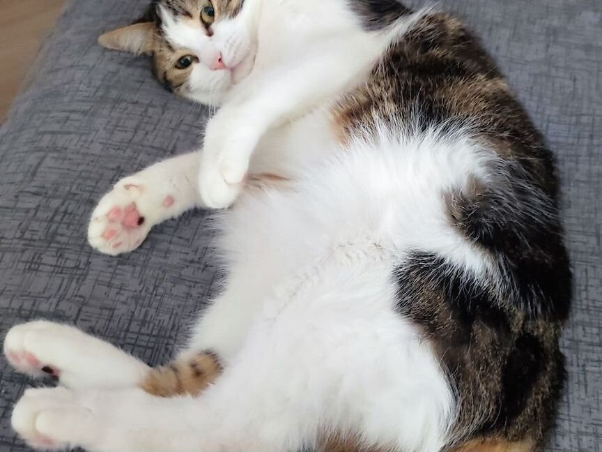 Кошка