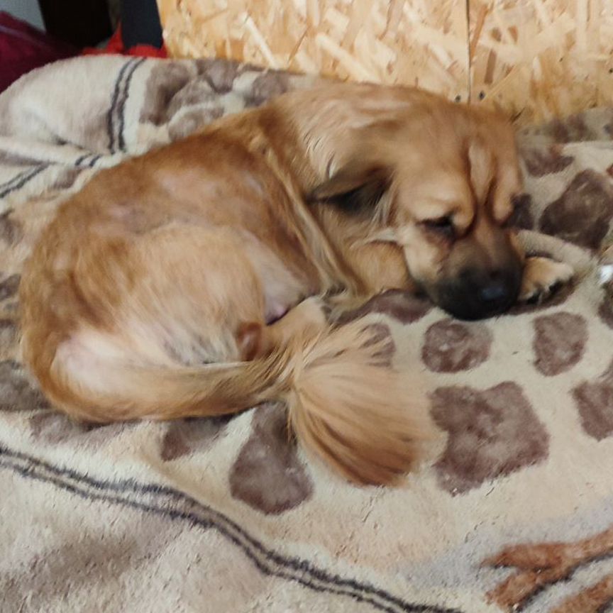 Взрослая собака в добрые руки