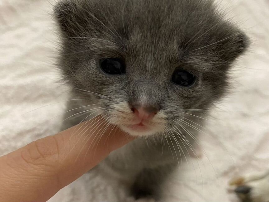 Отдам красивых котят в добрые руки)