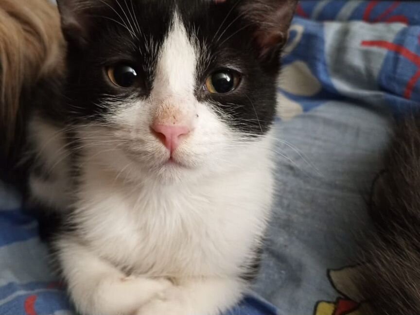 Отдаем малышку в добрые руки(возраст 2 месяца)