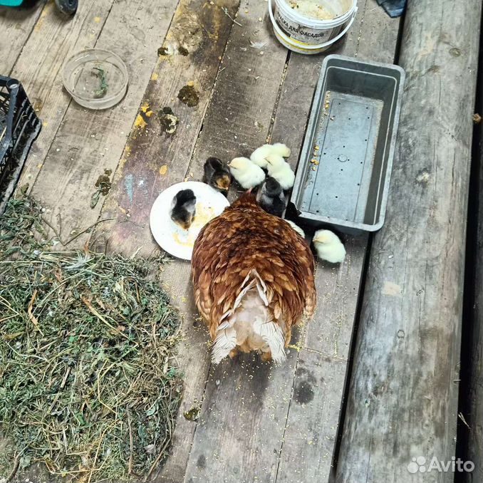 Клушка с цыплятами