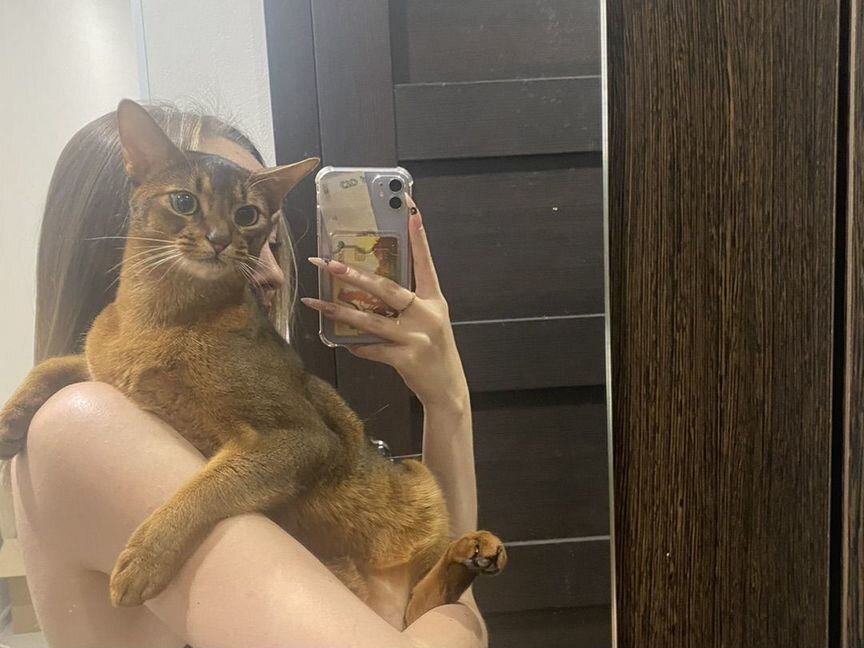 Абиссинский кот в добрые руки