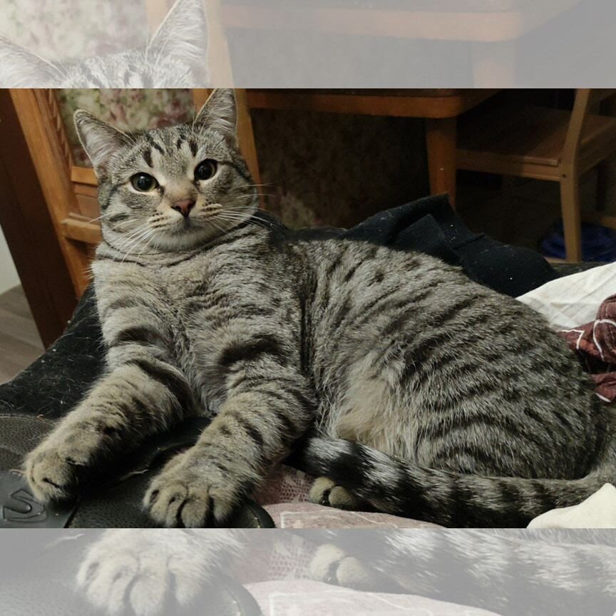 Котенок Яша ищет семью