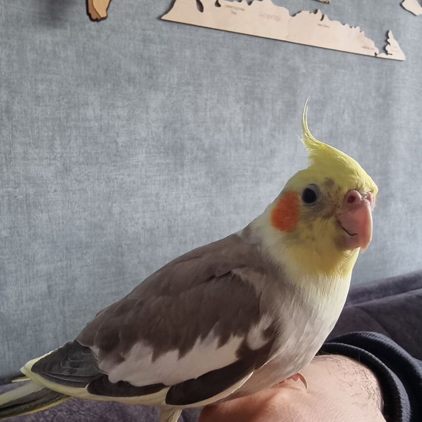 Попугай Корелла ручная(Самка)