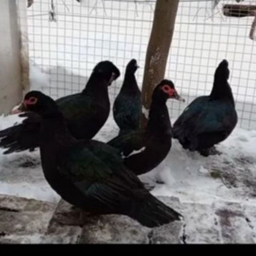 Мускусные утки