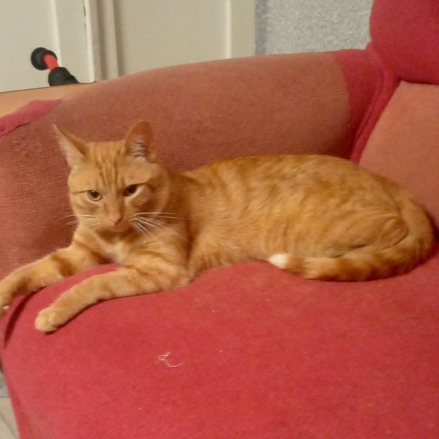 Кот