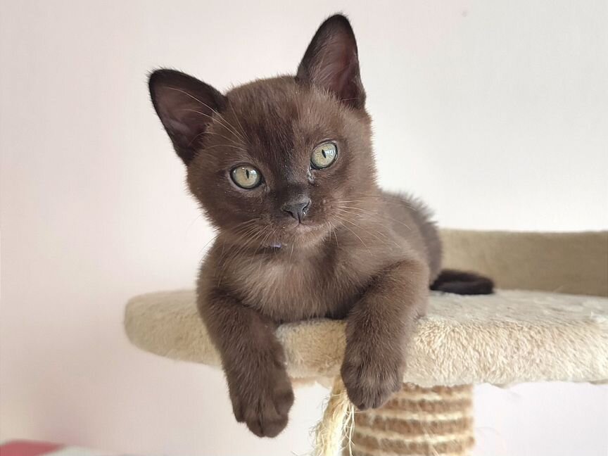 Бурманские котята