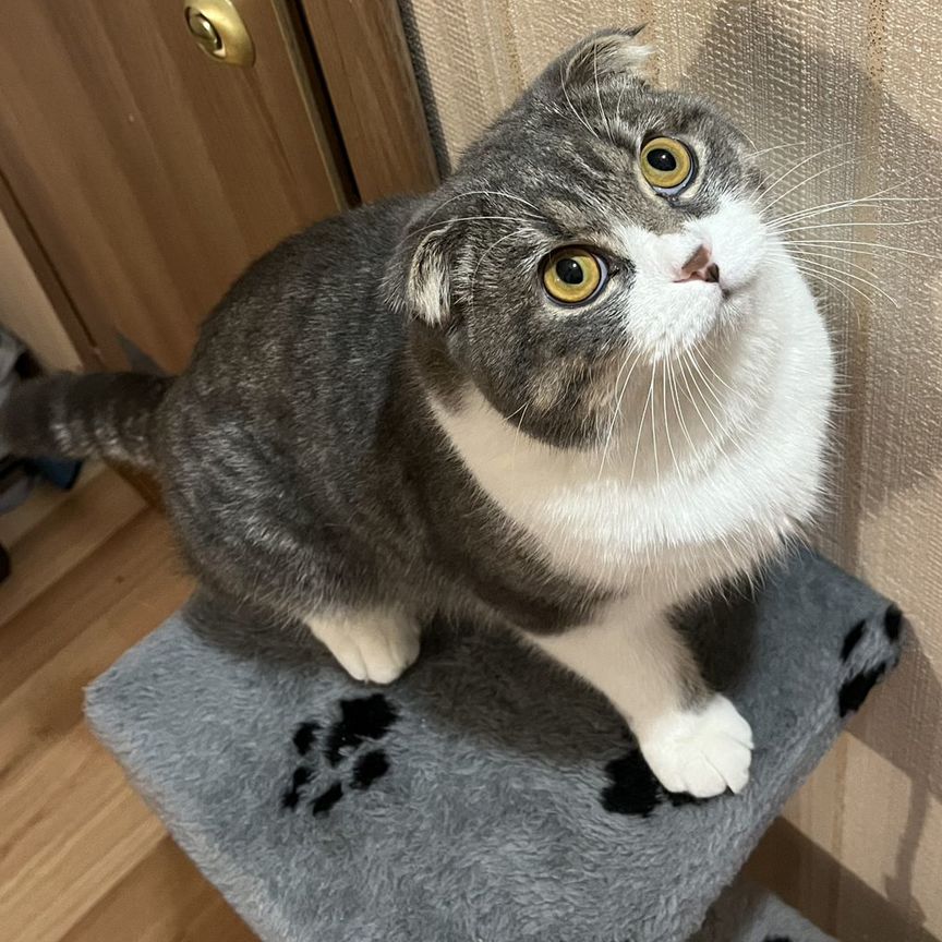 Шотландский вислоухий короткошёрстный котёнок