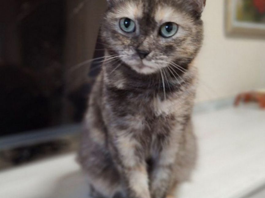 Ищет дом красавица Кошка Полли