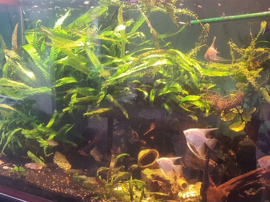 Криптокарина Апоногетонолистная