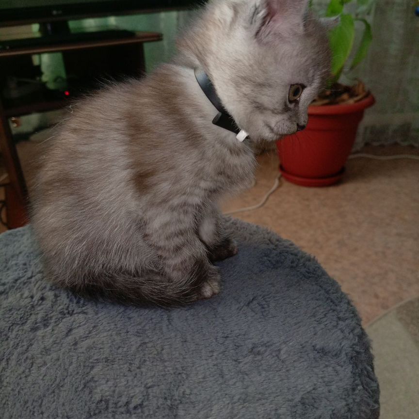 Продам британца